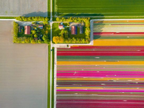 Tulips in The Netherlands: Photos by Albert Dros | Daily design ...