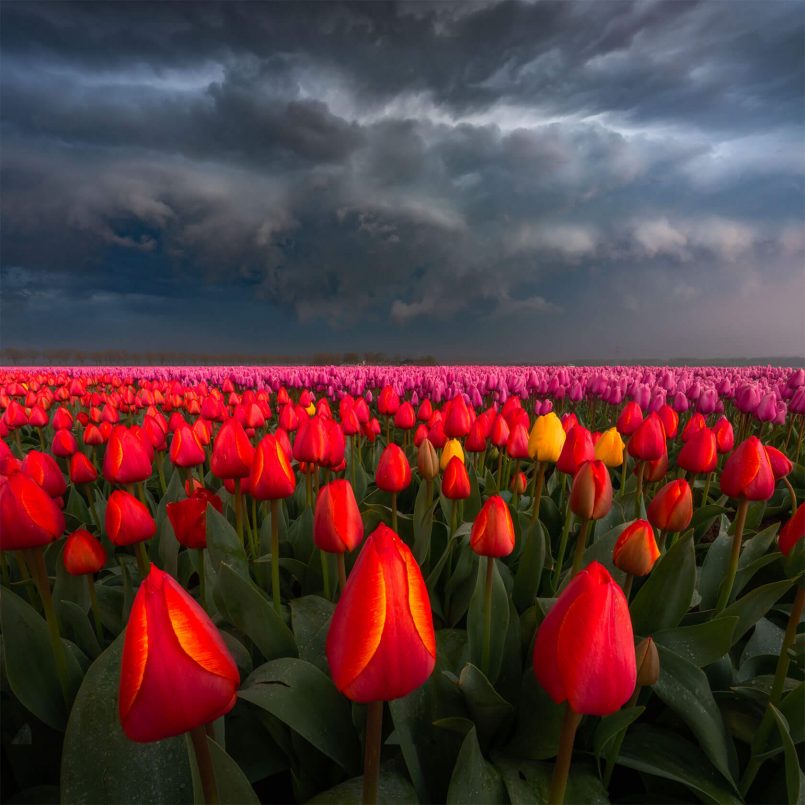 Tulips in The Netherlands: Photos by Albert Dros | Daily design ...
