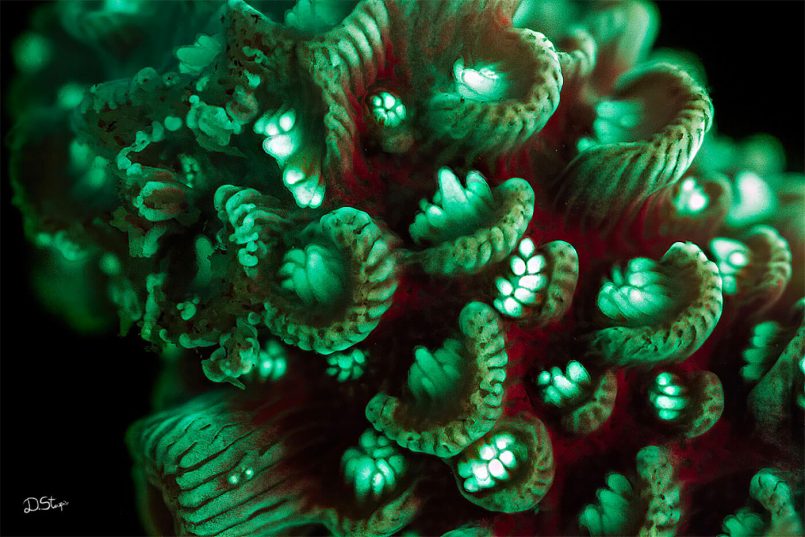 Marine Fluorescence: Macro Photography by Daniel Stoupin | Daily design ...