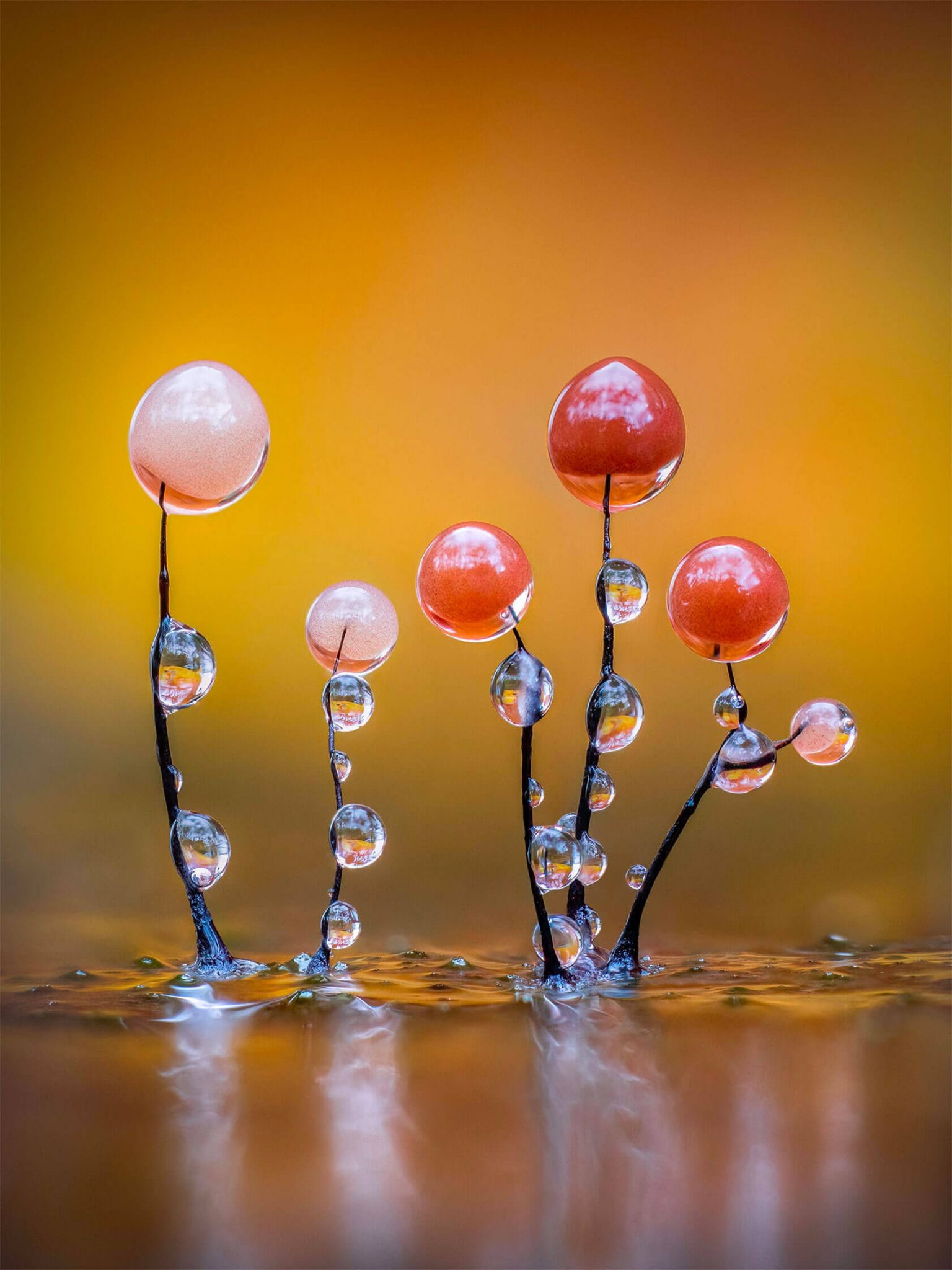 Unseen Wonders: Close-Up Photographer of the Year Award Highlights the ...