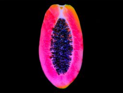 Inner Beauty: Macro Photography Series by Mathew Guido | Daily design ...