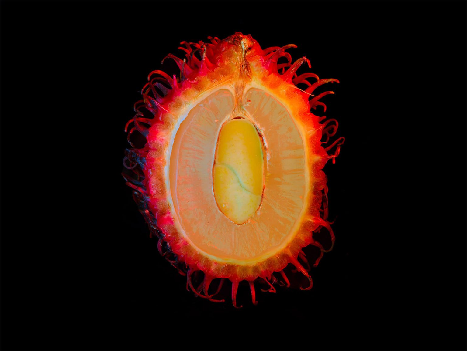 Inner Beauty: Macro Photography Series by Mathew Guido | Daily design ...