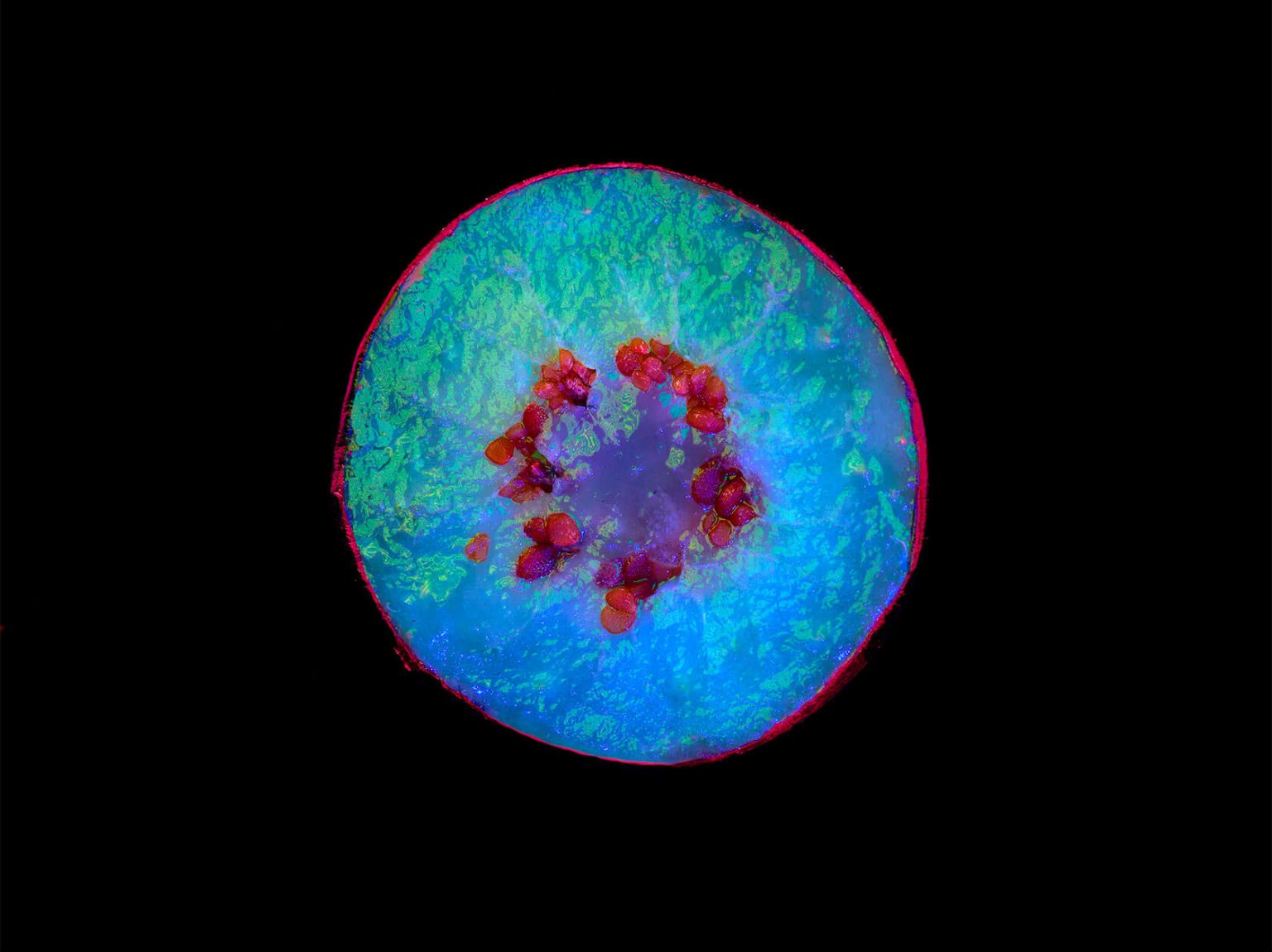 Inner Beauty: Macro Photography Series by Mathew Guido | Daily design ...