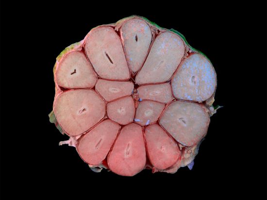 Inner Beauty: Macro Photography Series by Mathew Guido | Daily design ...