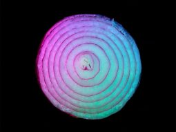 Inner Beauty: Macro Photography Series by Mathew Guido | Daily design ...