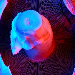 Inner Beauty: Macro Photography Series by Mathew Guido | Daily design ...