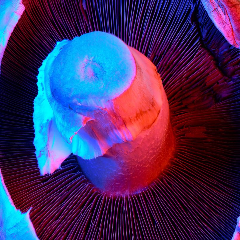 Inner Beauty: Macro Photography Series by Mathew Guido | Daily design ...