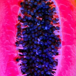 Inner Beauty: Macro Photography Series by Mathew Guido | Daily design ...