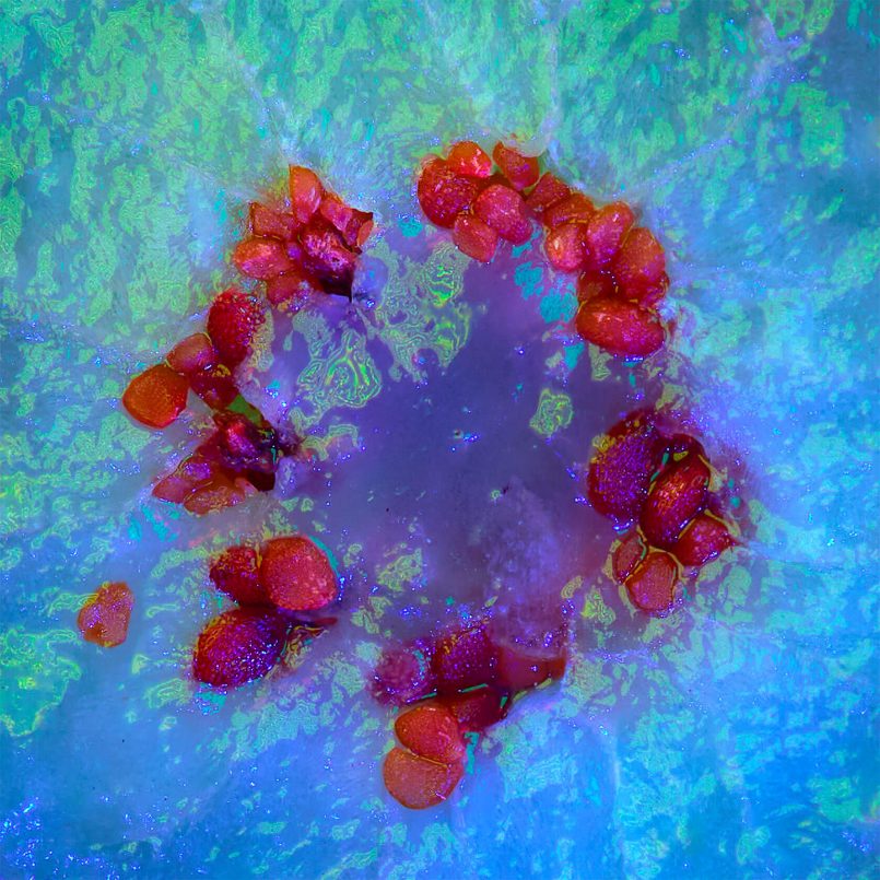 Inner Beauty: Macro Photography Series by Mathew Guido | Daily design ...