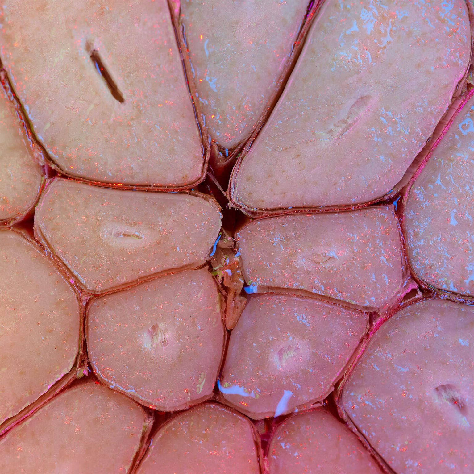 Inner Beauty: Macro Photography Series by Mathew Guido | Daily design ...