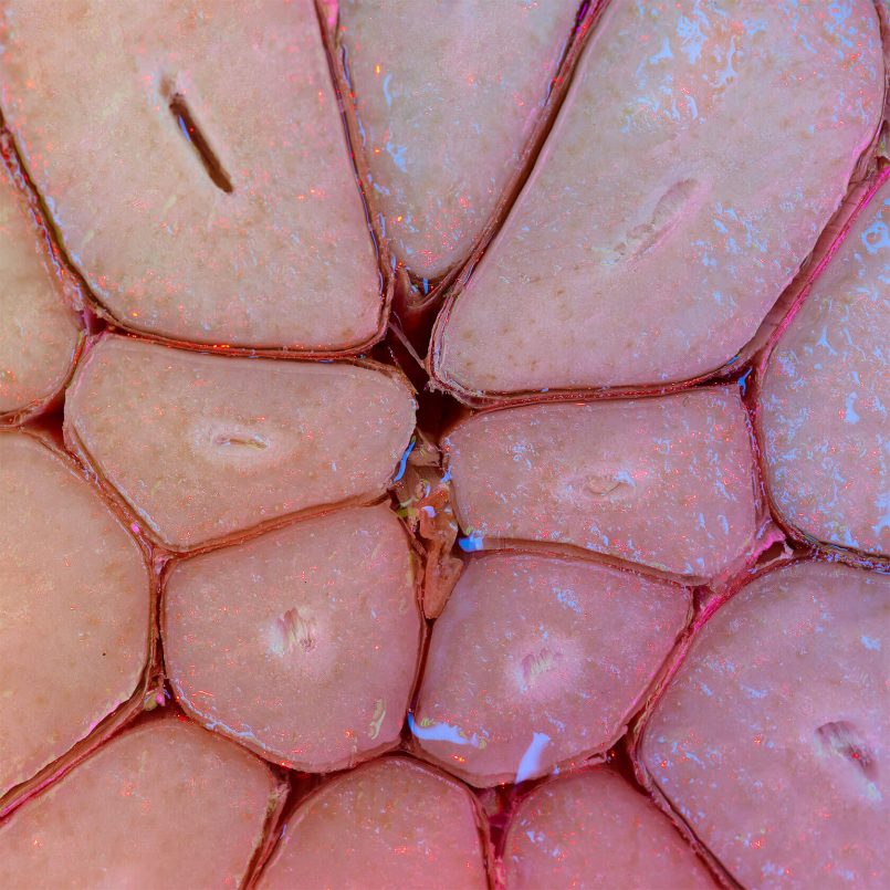 Inner Beauty: Macro Photography Series by Mathew Guido | Daily design ...