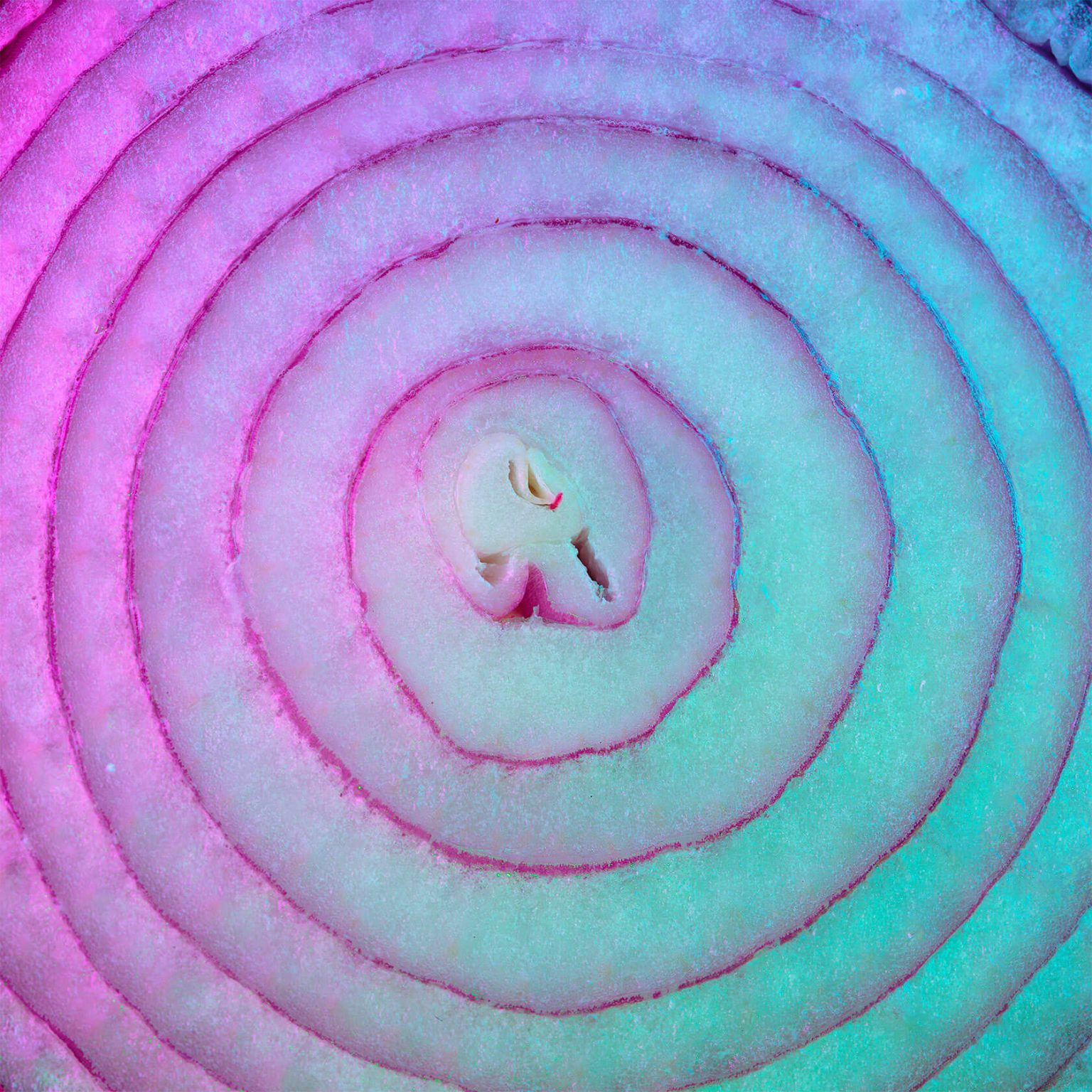 Inner Beauty: Macro Photography Series by Mathew Guido | Daily design ...