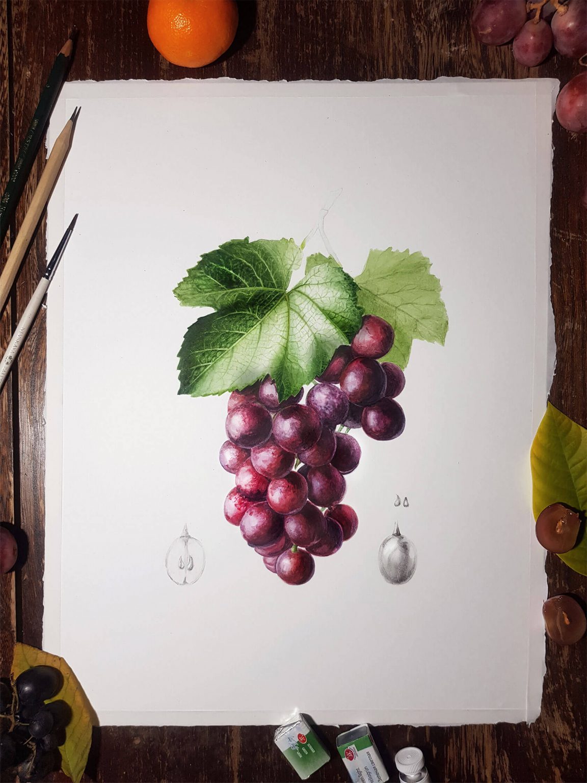 Botanical Watercolor Illustrations by David Bou | Daily design ...