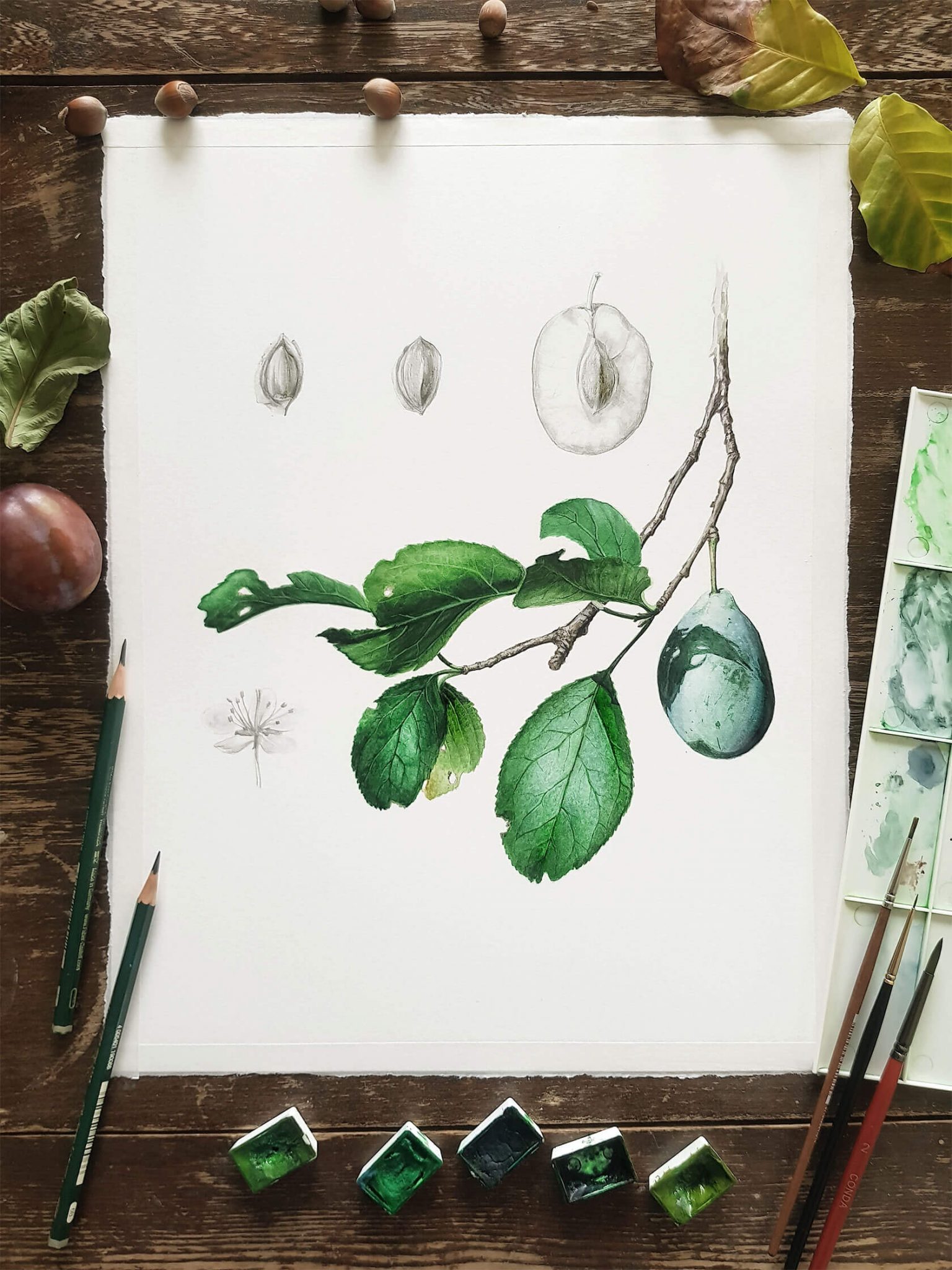 Botanical Watercolor Illustrations by David Bou | Daily design ...