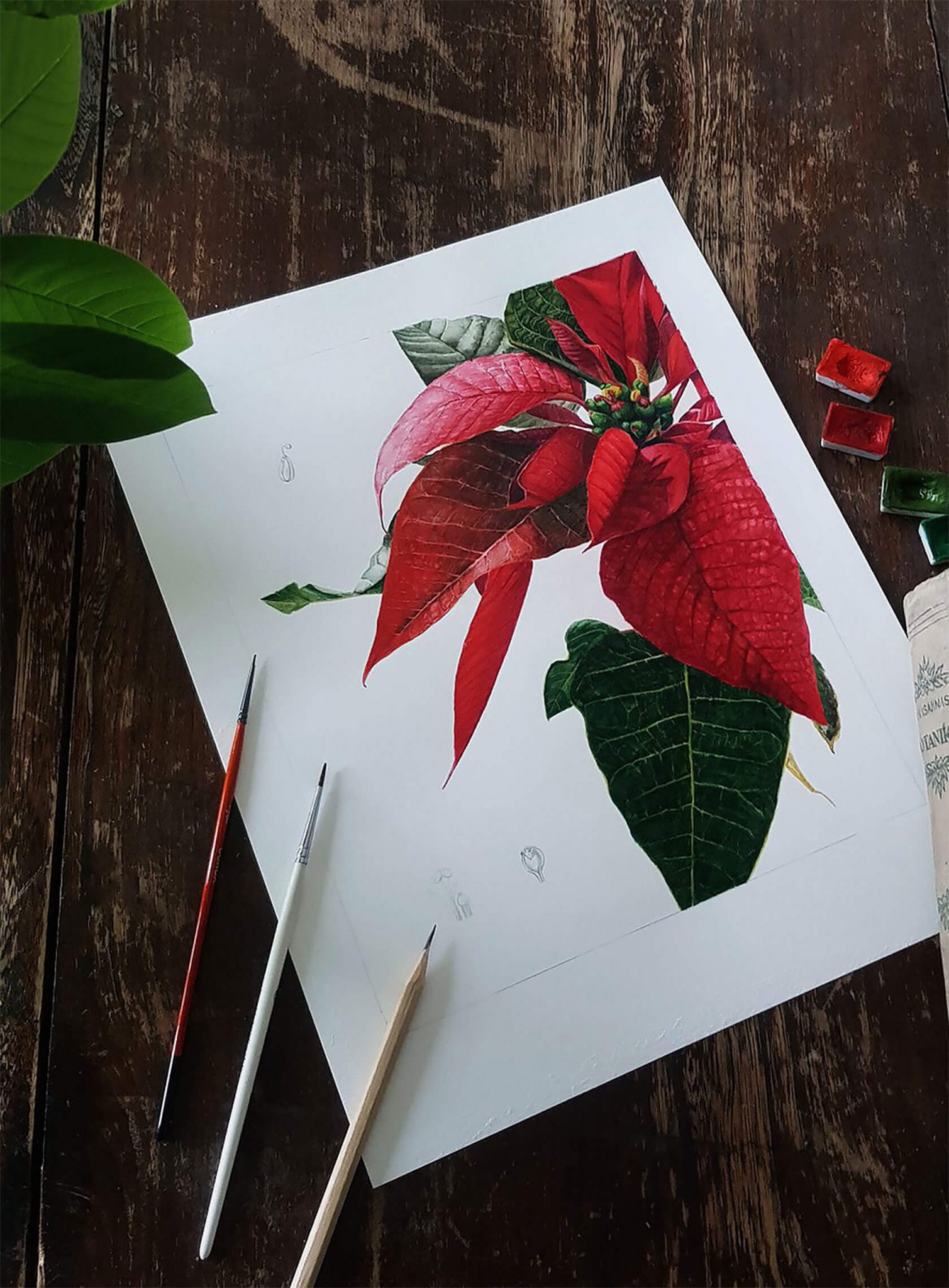 Botanical Watercolor Illustrations by David Bou | Daily design ...