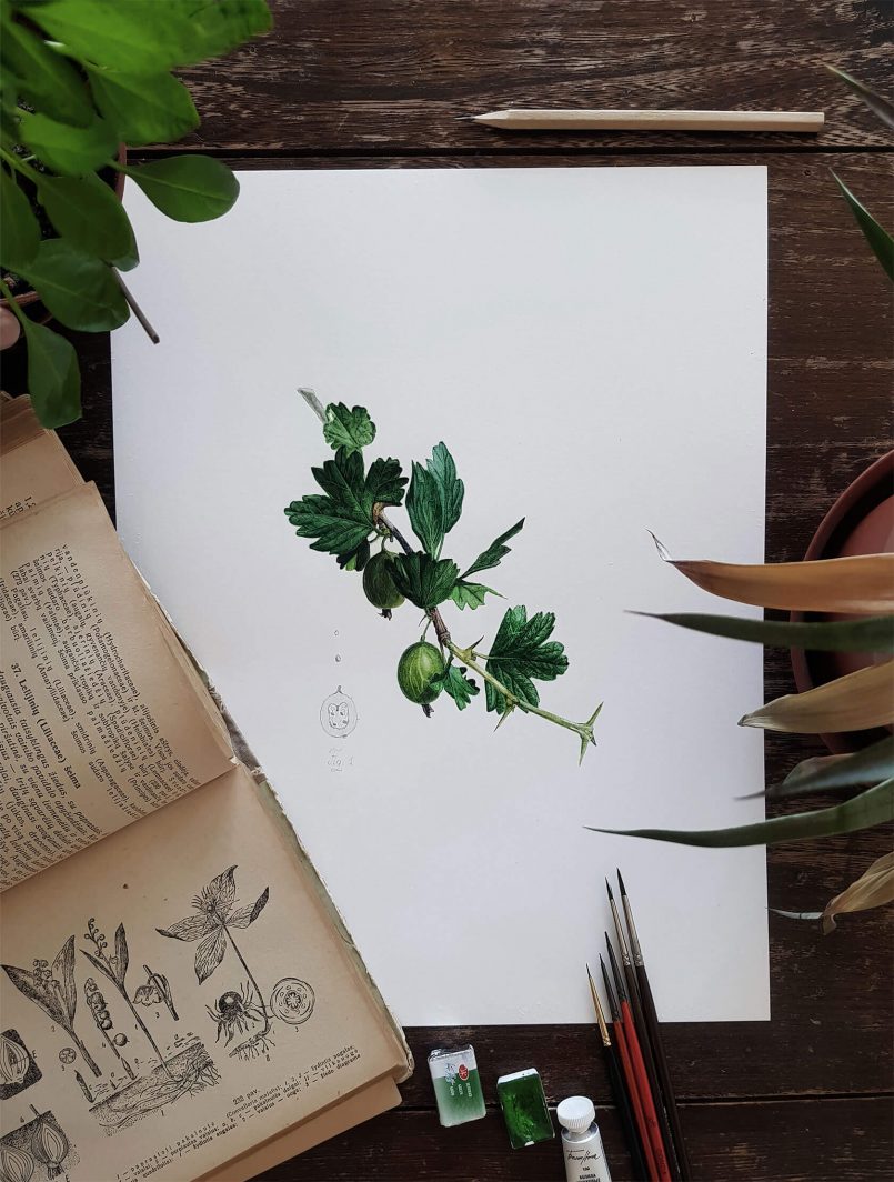 Botanical Watercolor Illustrations by David Bou | Daily design ...