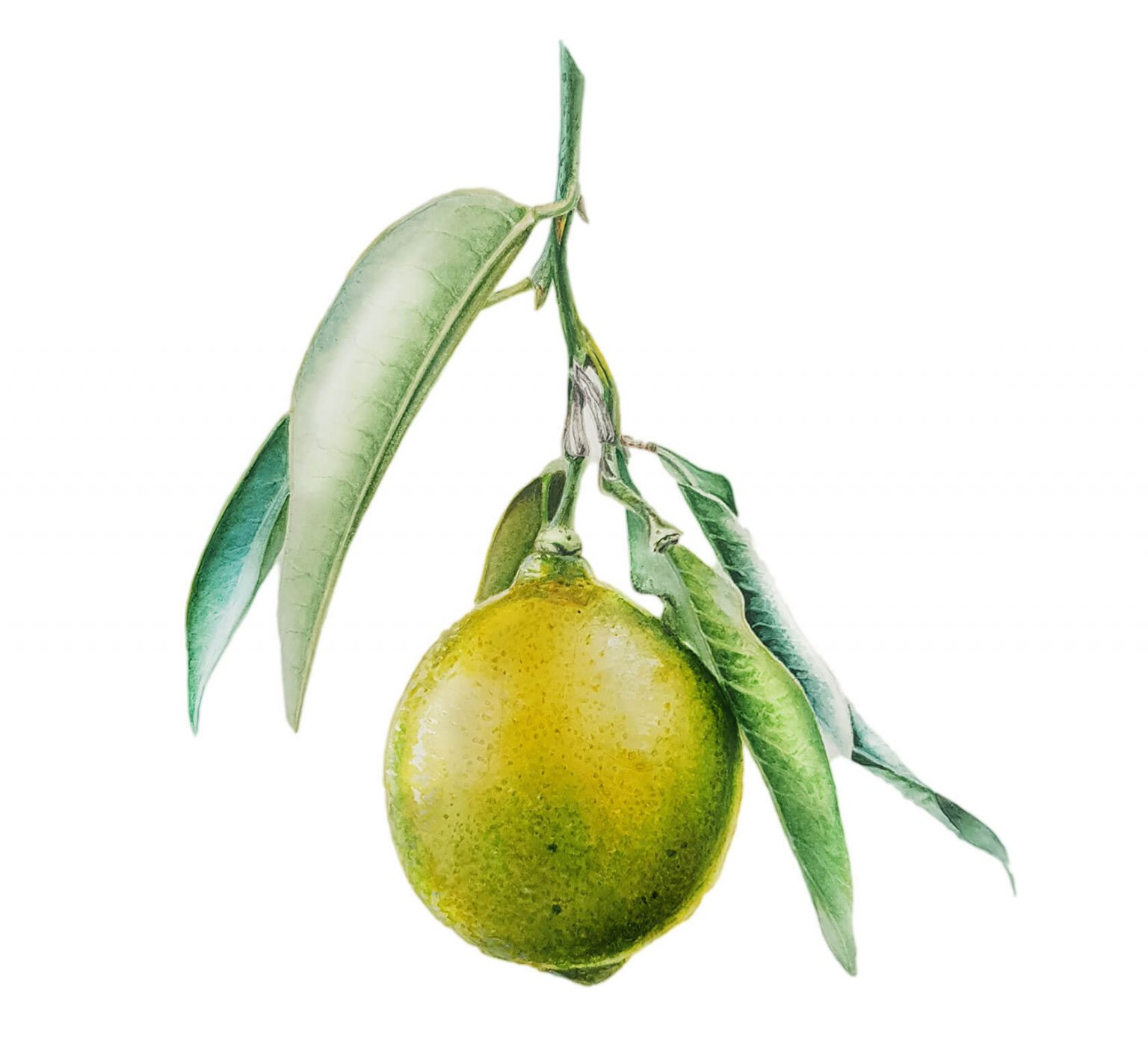 Botanical Watercolor Illustrations by David Bou | Daily design ...