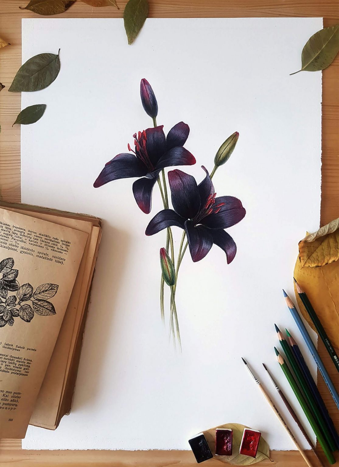 Botanical Watercolor Illustrations by David Bou | Daily design ...