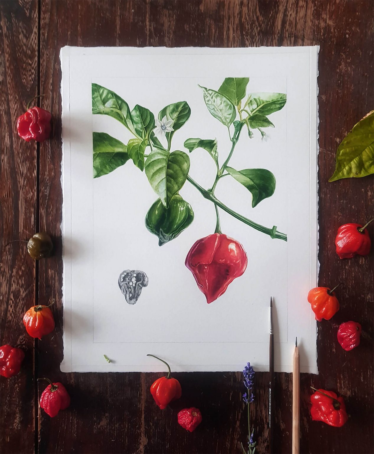 Botanical Watercolor Illustrations by David Bou | Daily design ...