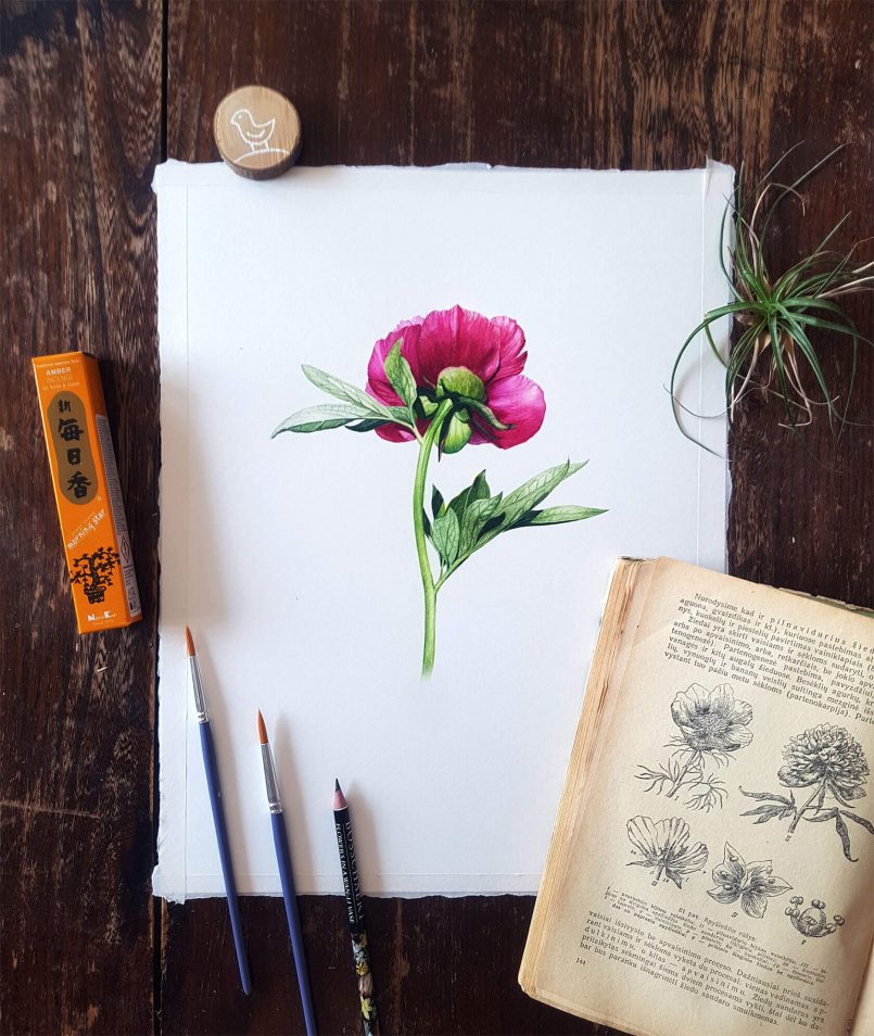 Botanical Watercolor Illustrations by David Bou | Daily design ...