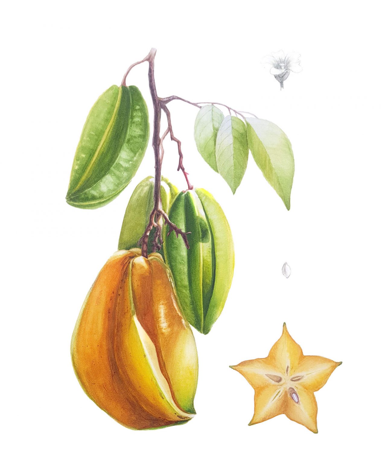 Botanical Watercolor Illustrations by David Bou | Daily design ...