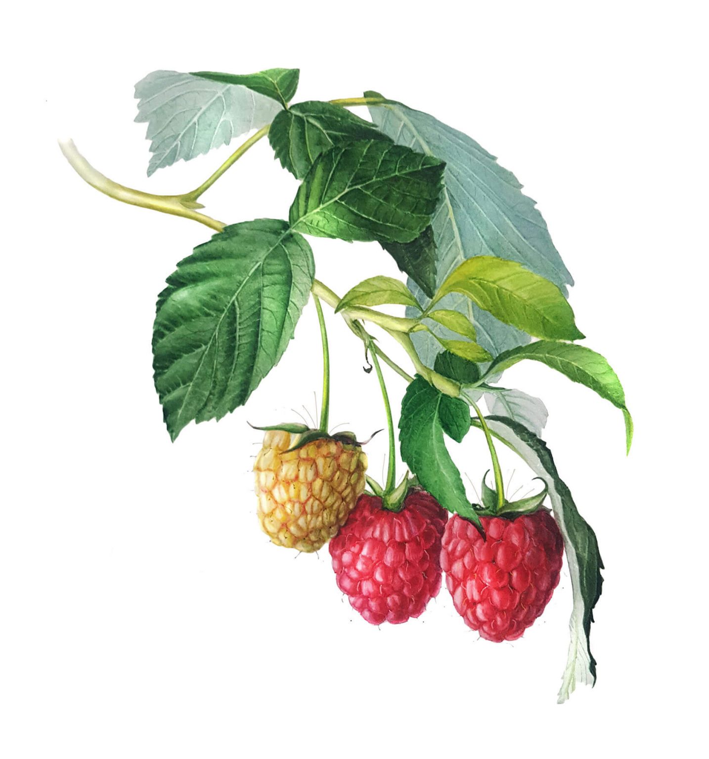 Botanical Watercolor Illustrations by David Bou | Daily design ...