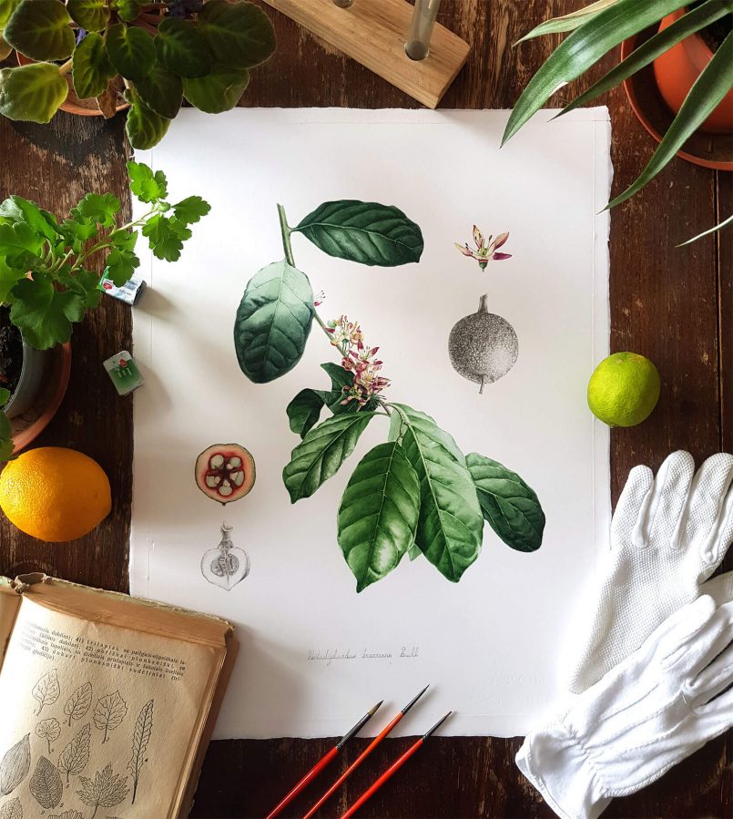 Botanical Watercolor Illustrations by David Bou | Daily design ...