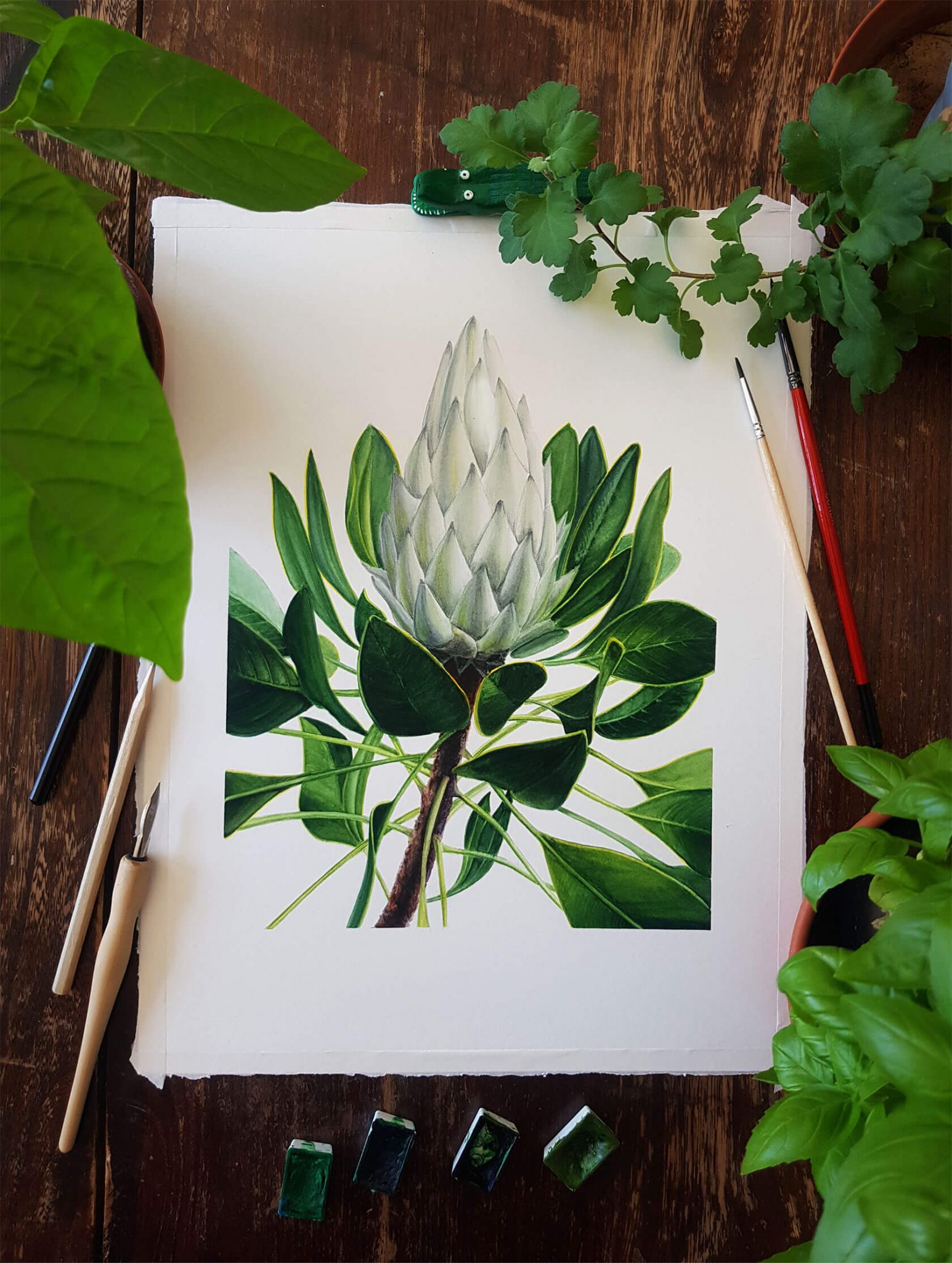 Botanical Watercolor Illustrations by David Bou | Daily design ...