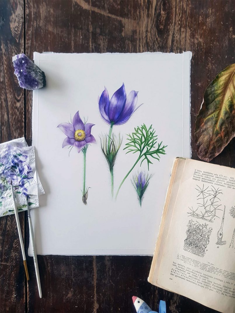 Botanical Watercolor Illustrations by David Bou | Daily design ...