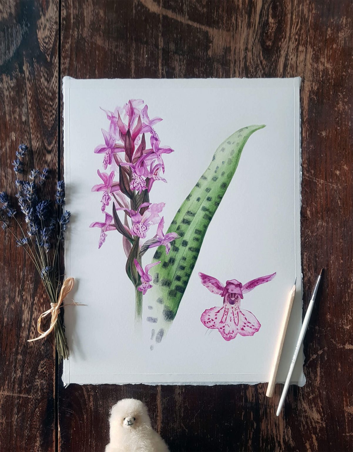 Botanical Watercolor Illustrations by David Bou | Daily design ...