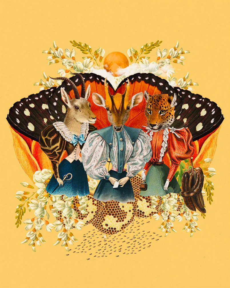 Wild Collages by Guillermo Flores Pacheco | Daily design inspiration ...