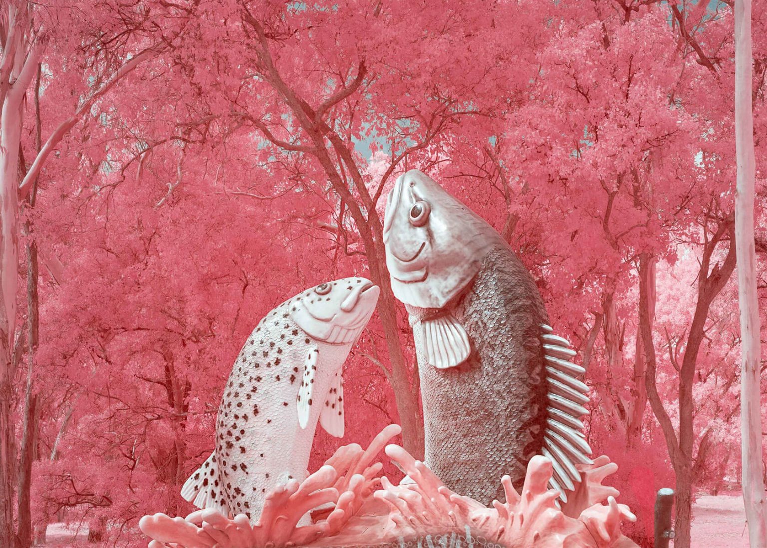 Koala Country: Infrared Photos by Sean Paris | Daily design inspiration ...