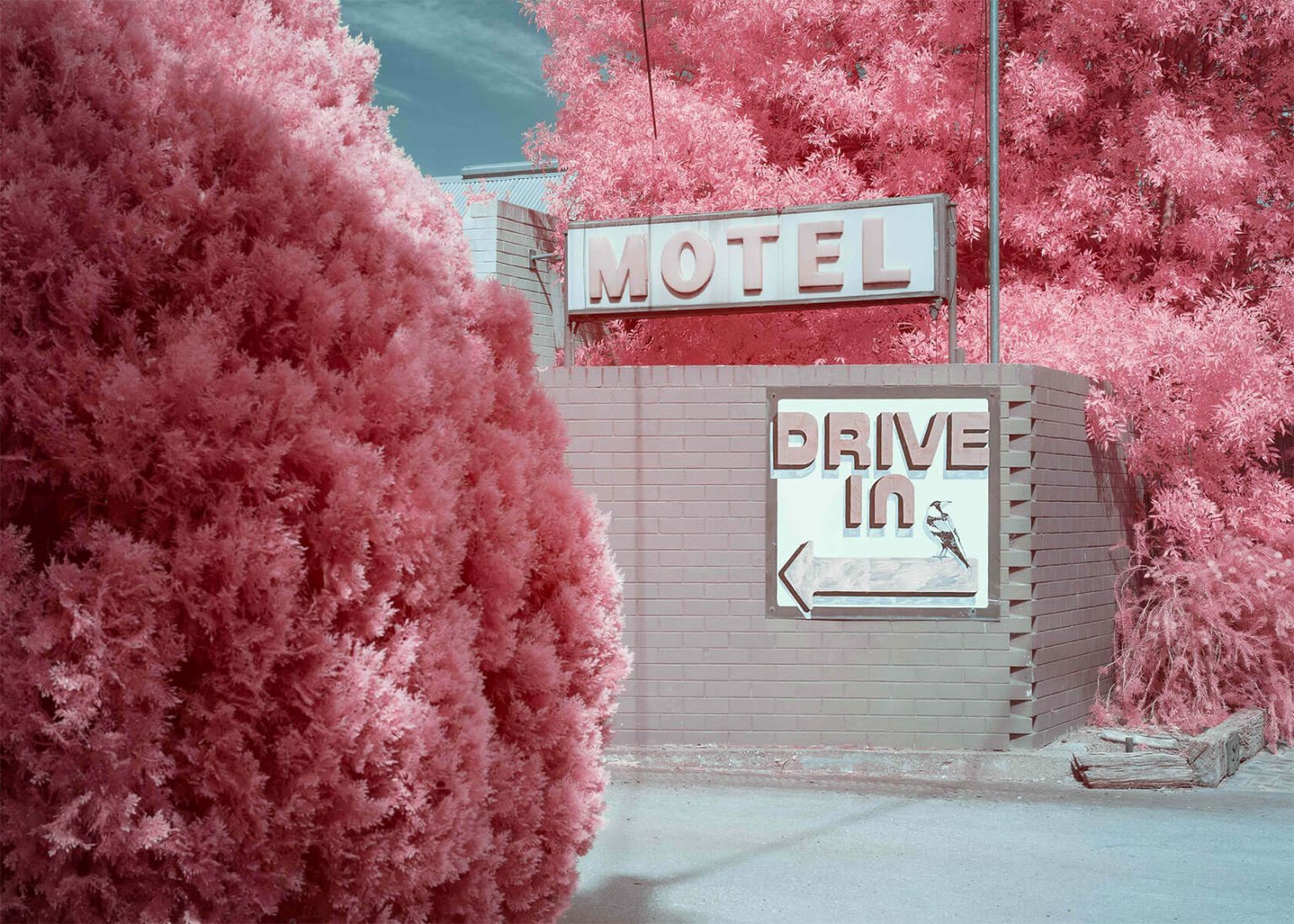 Koala Country: Infrared Photos by Sean Paris | Daily design inspiration ...