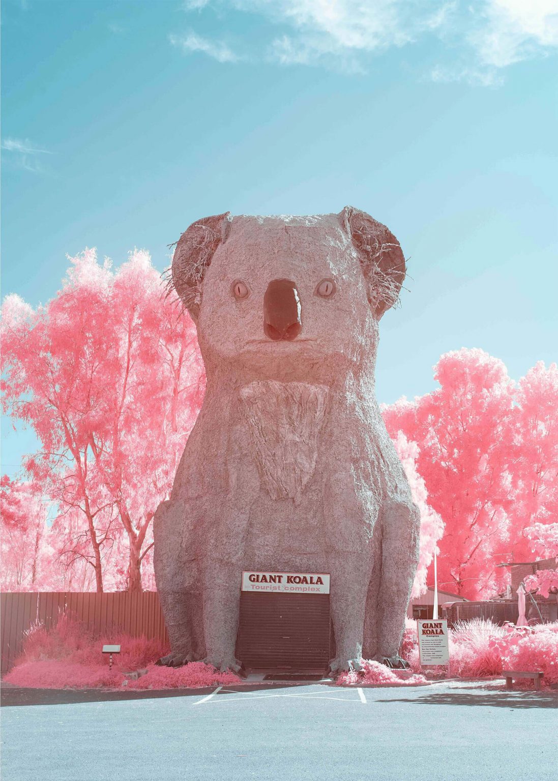 Koala Country: Infrared Photos by Sean Paris | Daily design inspiration ...
