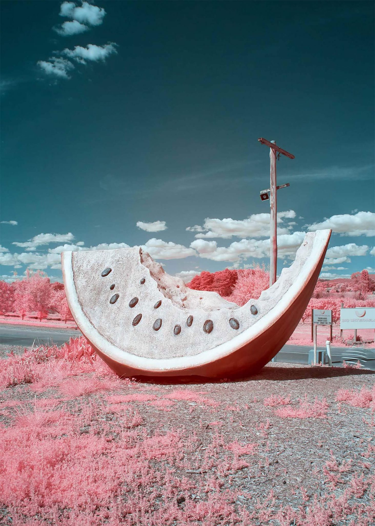Koala Country: Infrared Photos by Sean Paris | Daily design inspiration ...