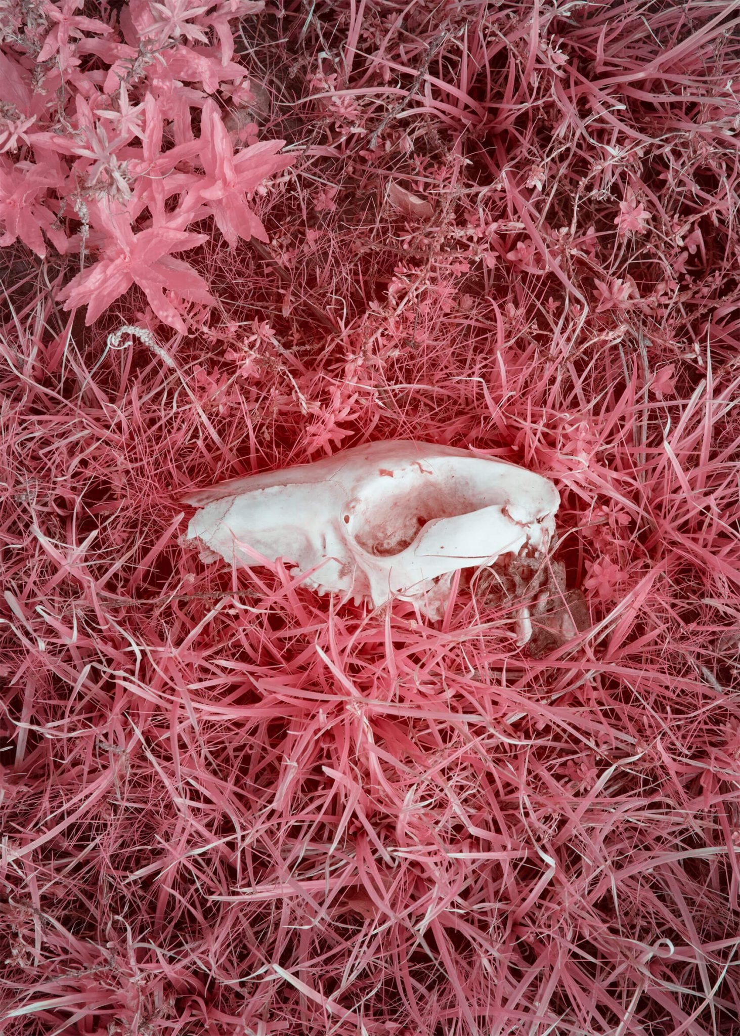 Koala Country: Infrared Photos by Sean Paris | Daily design inspiration ...