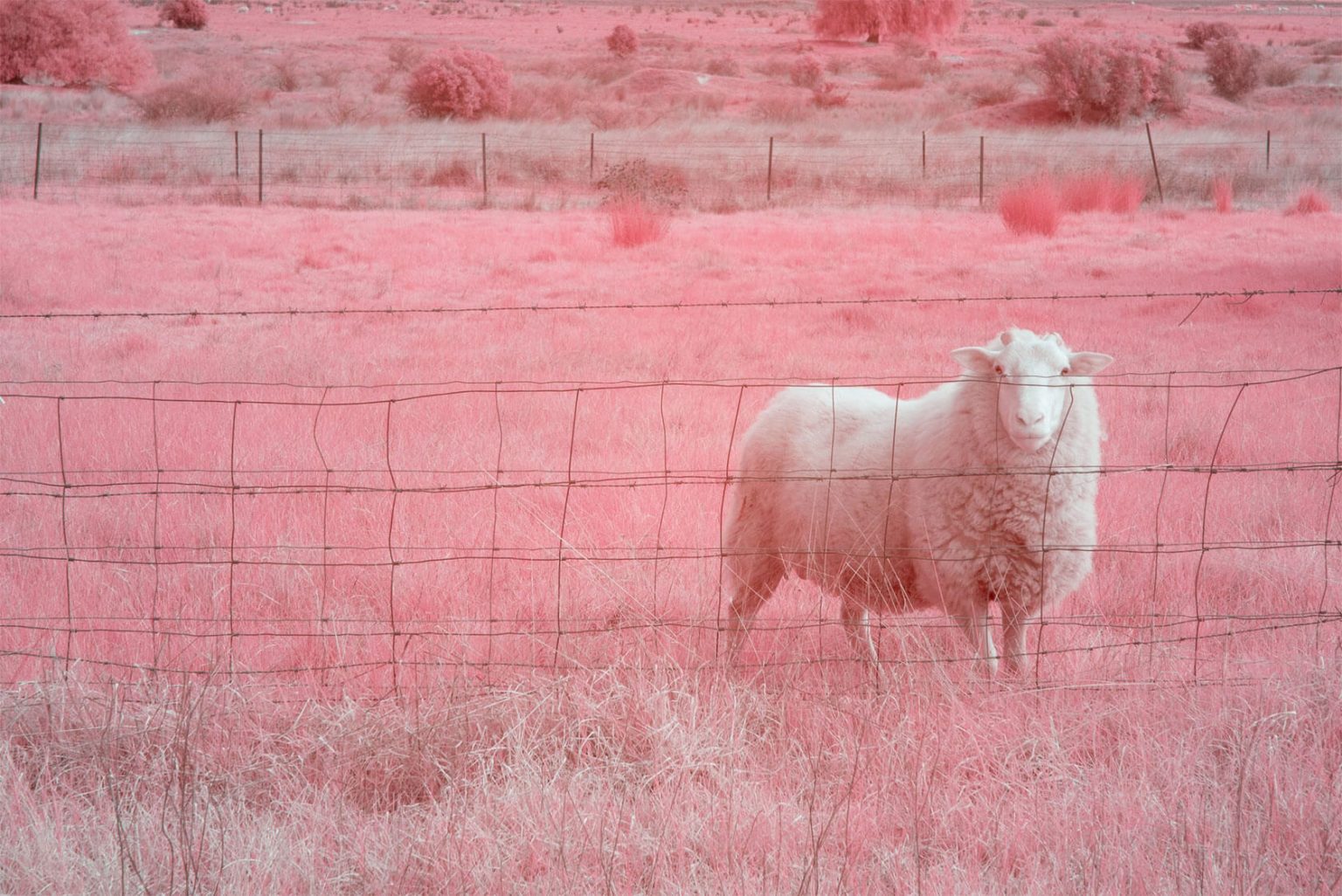 Koala Country: Infrared Photos by Sean Paris | Daily design inspiration ...