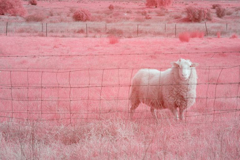 Koala Country: Infrared Photos by Sean Paris | Daily design inspiration ...