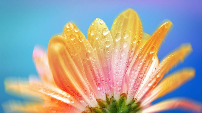 Kaleidoscopic Petals: Gorgeous Floral Photography by Shelby Hanlon ...