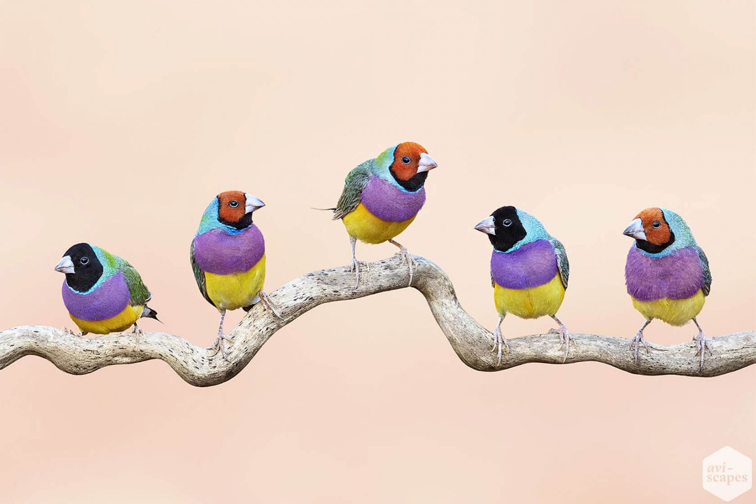 Aviscapes: Gorgeous Bird Photography by Jan Wegener | Daily design ...