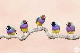 Aviscapes: Gorgeous Bird Photography by Jan Wegener | Daily design ...