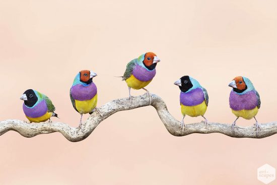 Aviscapes: Gorgeous Bird Photography by Jan Wegener | Daily design ...