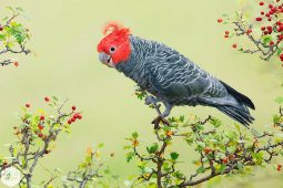 Aviscapes: Gorgeous Bird Photography by Jan Wegener | Daily design ...