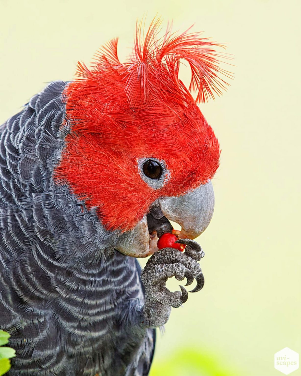 Aviscapes: Gorgeous Bird Photography by Jan Wegener | Daily design ...