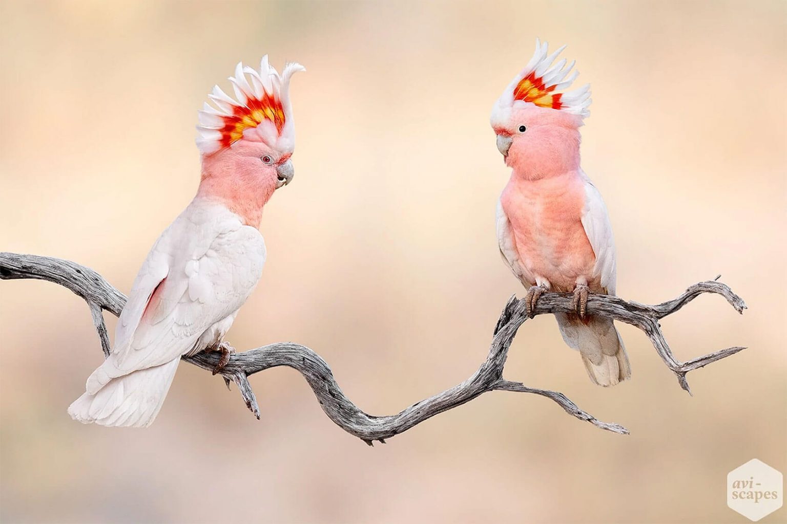 Aviscapes: Gorgeous Bird Photography by Jan Wegener | Daily design ...