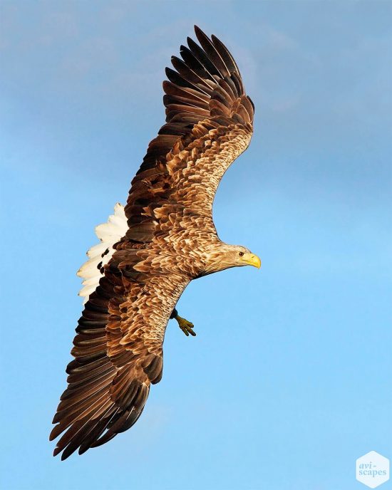 Aviscapes: Gorgeous Bird Photography by Jan Wegener | Daily design ...