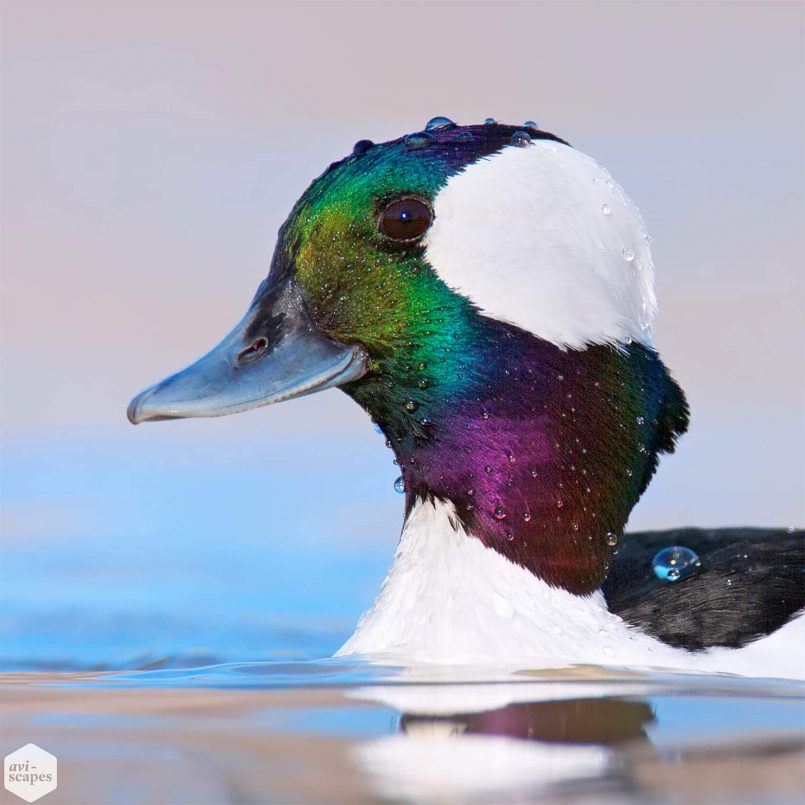 Aviscapes: Gorgeous Bird Photography by Jan Wegener | Daily design ...