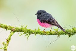 Aviscapes: Gorgeous Bird Photography by Jan Wegener | Daily design ...