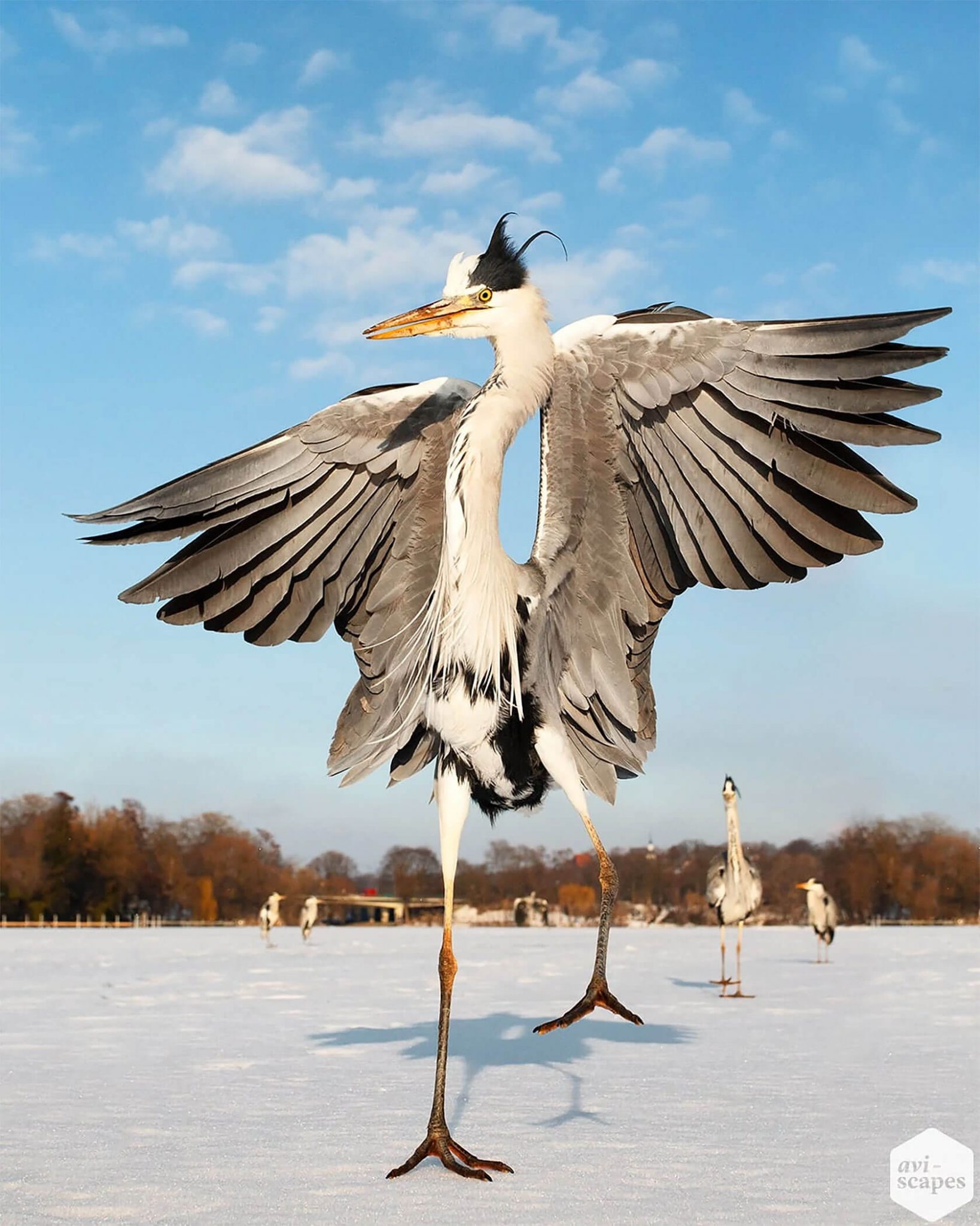 Aviscapes: Gorgeous Bird Photography by Jan Wegener | Daily design ...