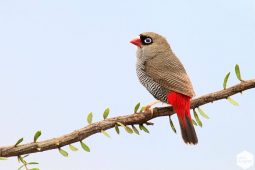 Aviscapes: Gorgeous Bird Photography by Jan Wegener | Daily design ...